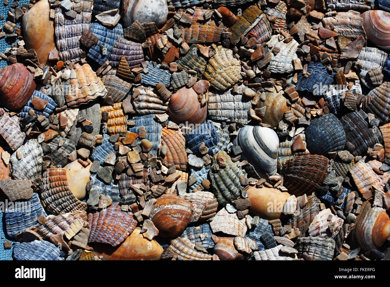 Seashell fragments nobody hi-res stock photography and images - Alamy