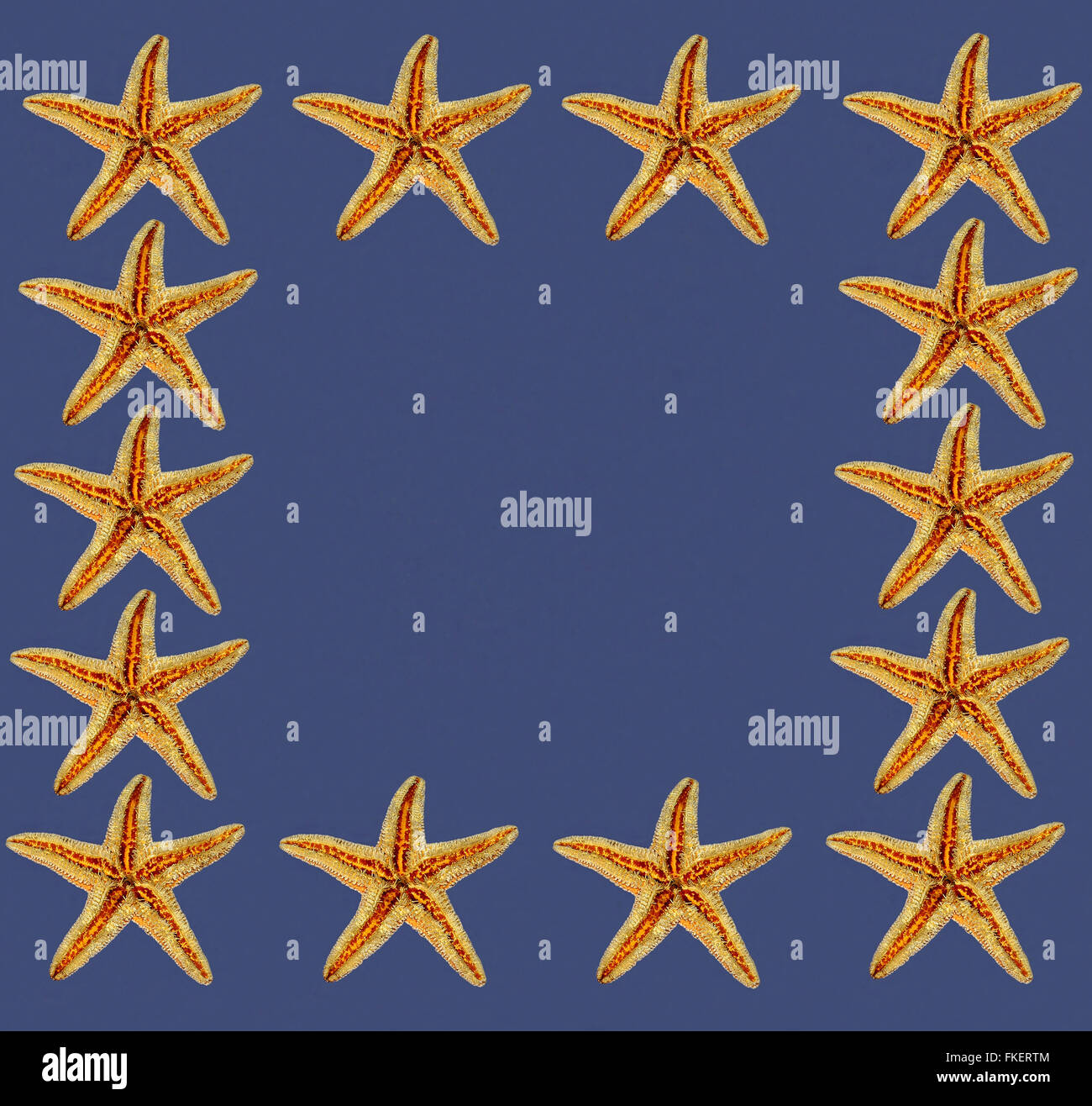 Starfishes hi-res stock photography and images - Alamy
