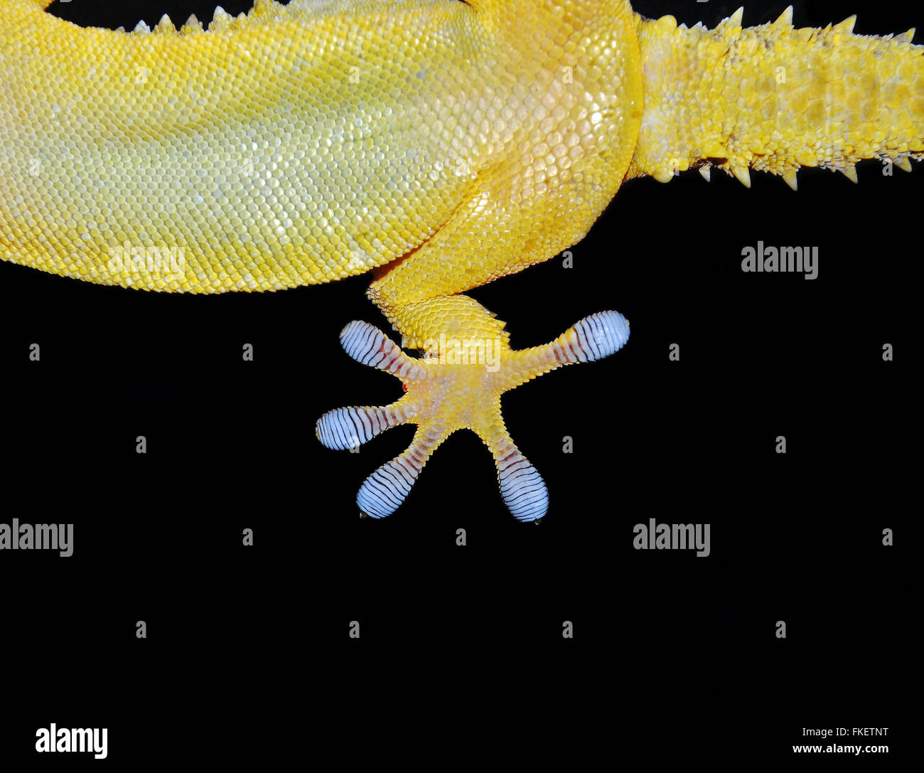hind leg of gecko closeup Stock Photo - Alamy