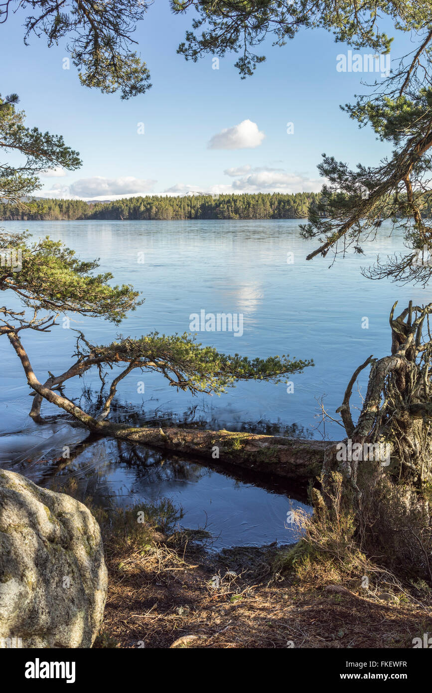 Fallen pine on Loch Garten in Scotland Stock Photo - Alamy