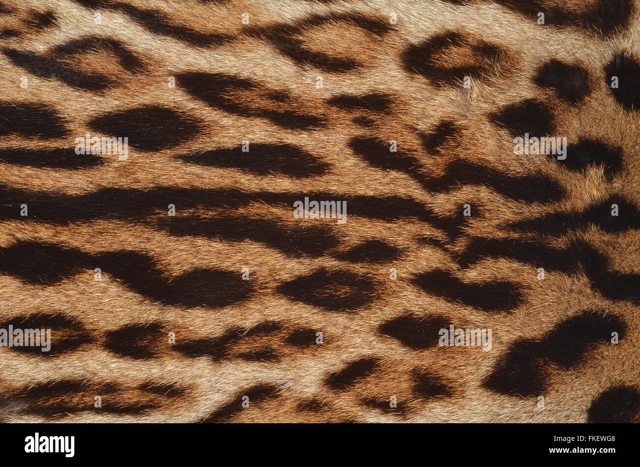 Leopards skin hi-res stock photography and images - Alamy