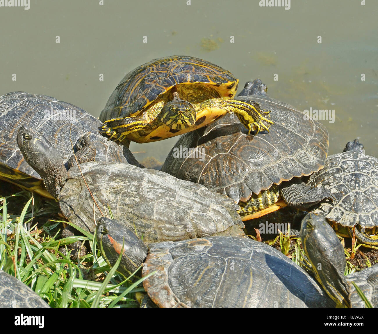 Group turtles hi-res stock photography and images - Alamy