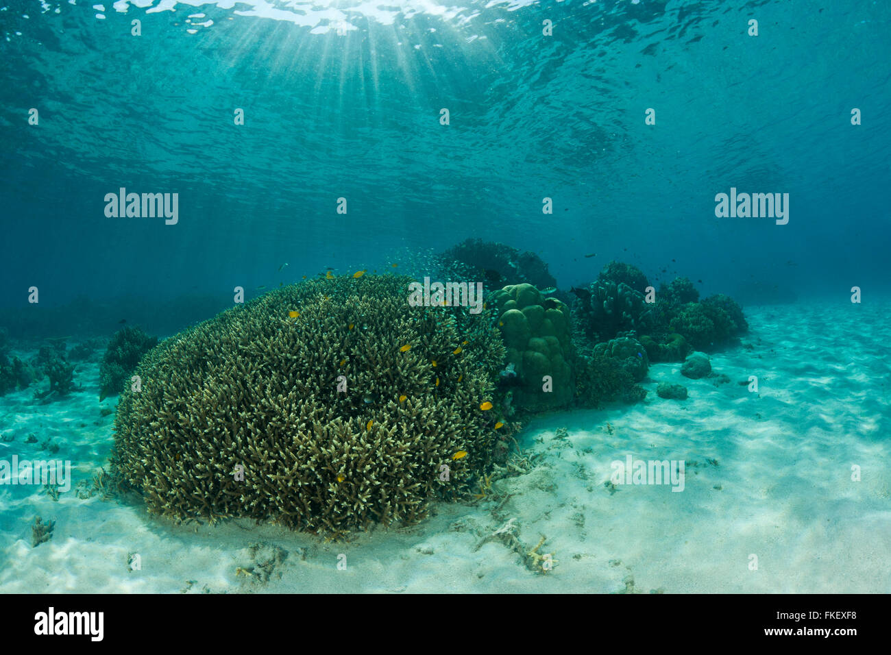 Coral reef in the sandy shallows Stock Photo - Alamy