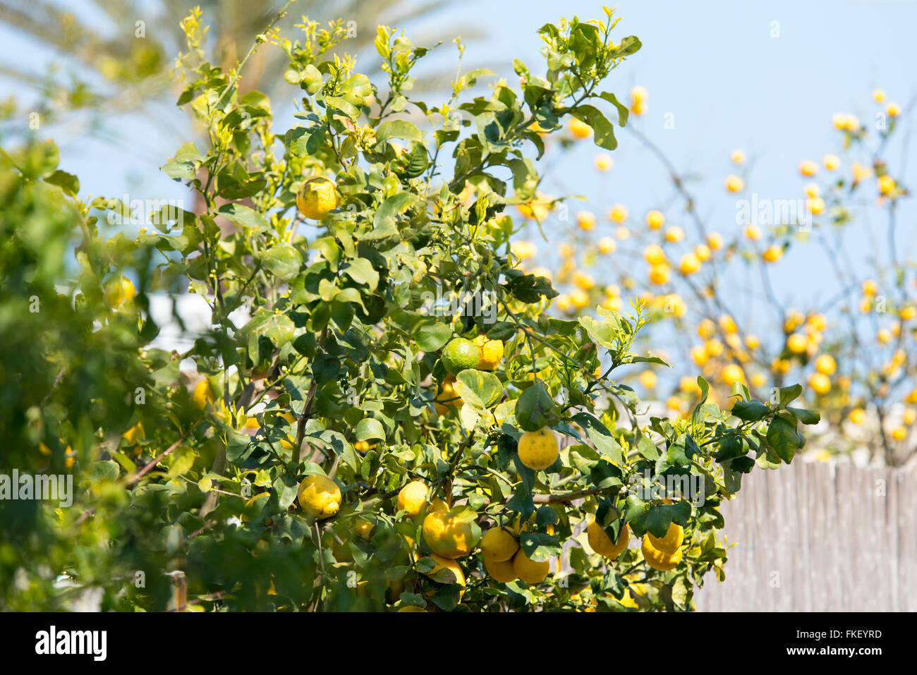 Lemon grove hi-res stock photography and images - Alamy