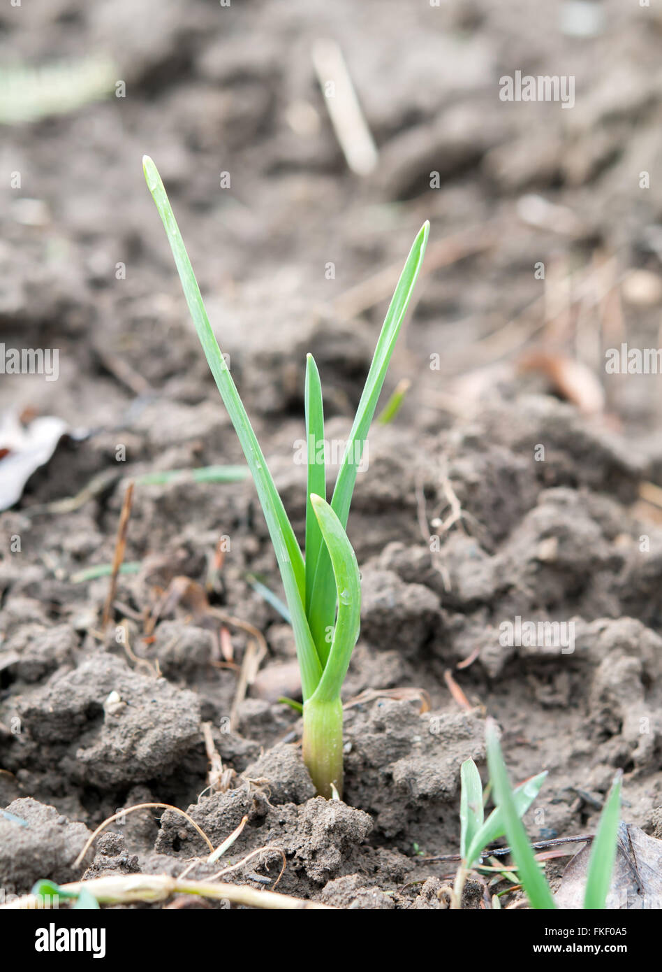 young green garlic growing from soil Stock Photo - Alamy