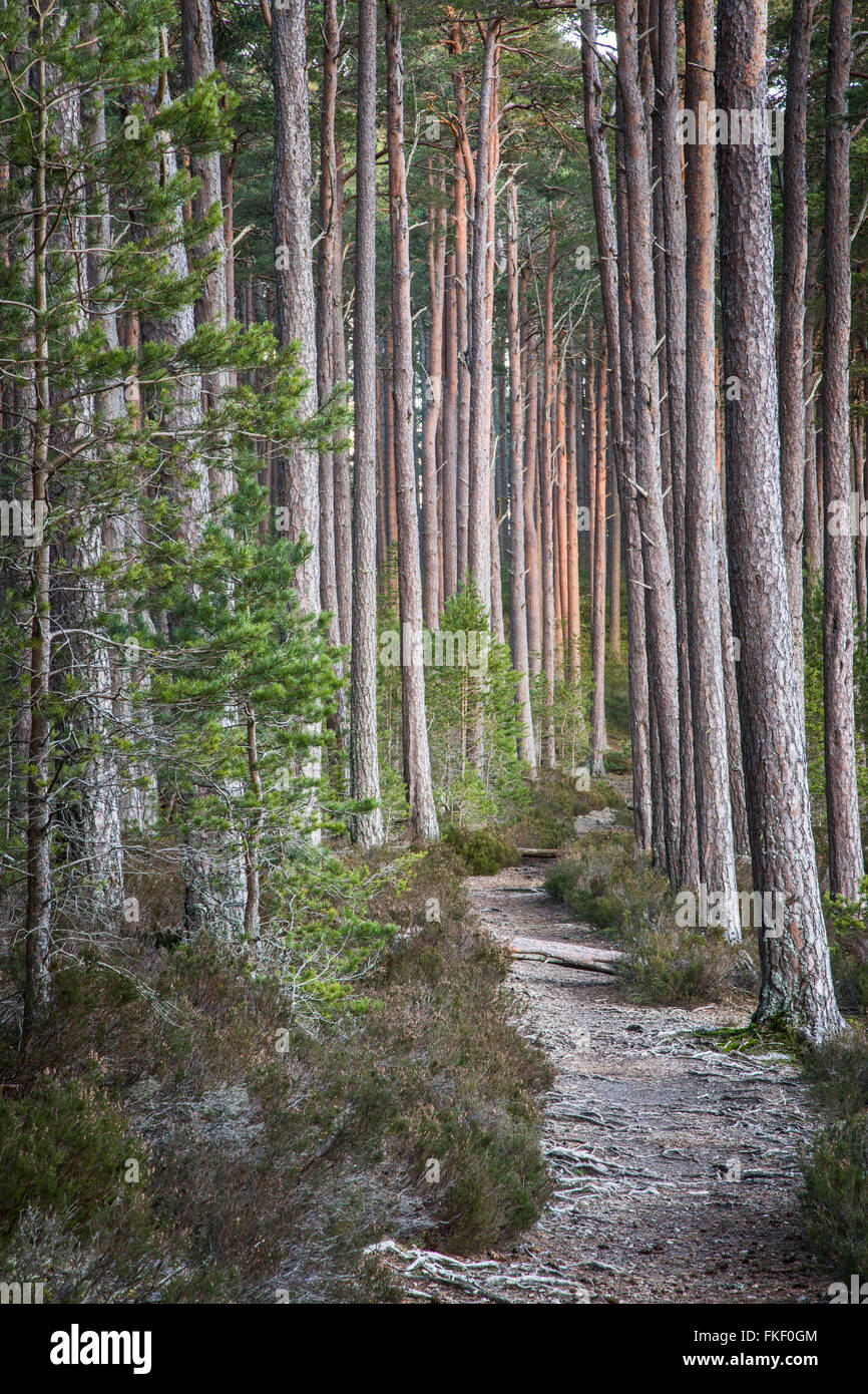 Track through Scots Pine at Abernethy Forest in the Cairngorms National ...