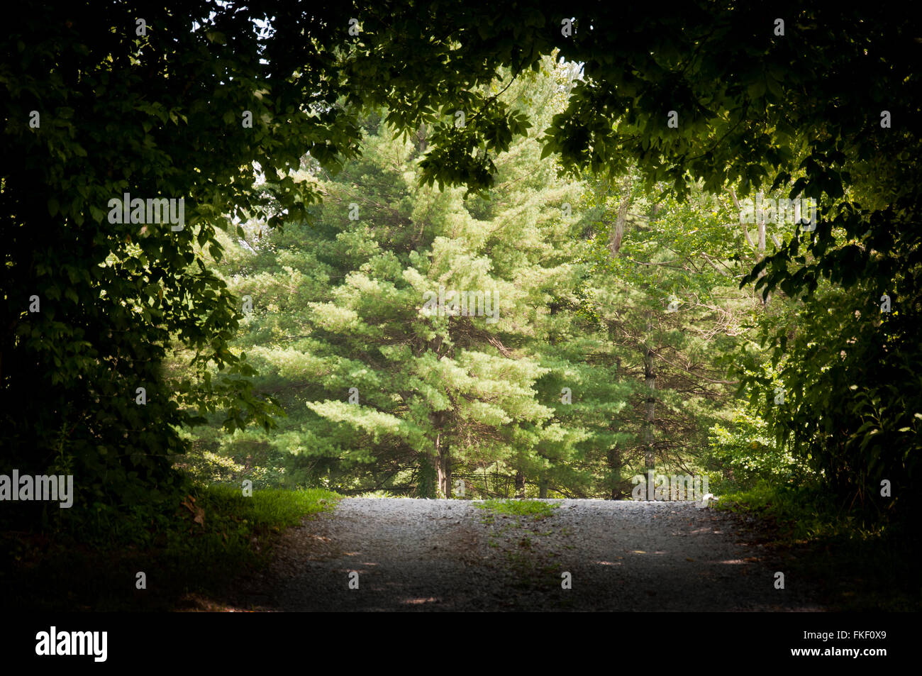 Canopy pathway hi-res stock photography and images - Alamy