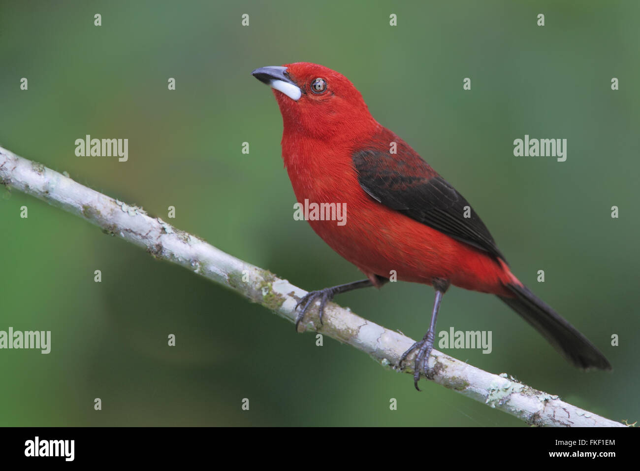 Brazilian tanager (Ramphocelus bresilius) male sitting on a branch in ...