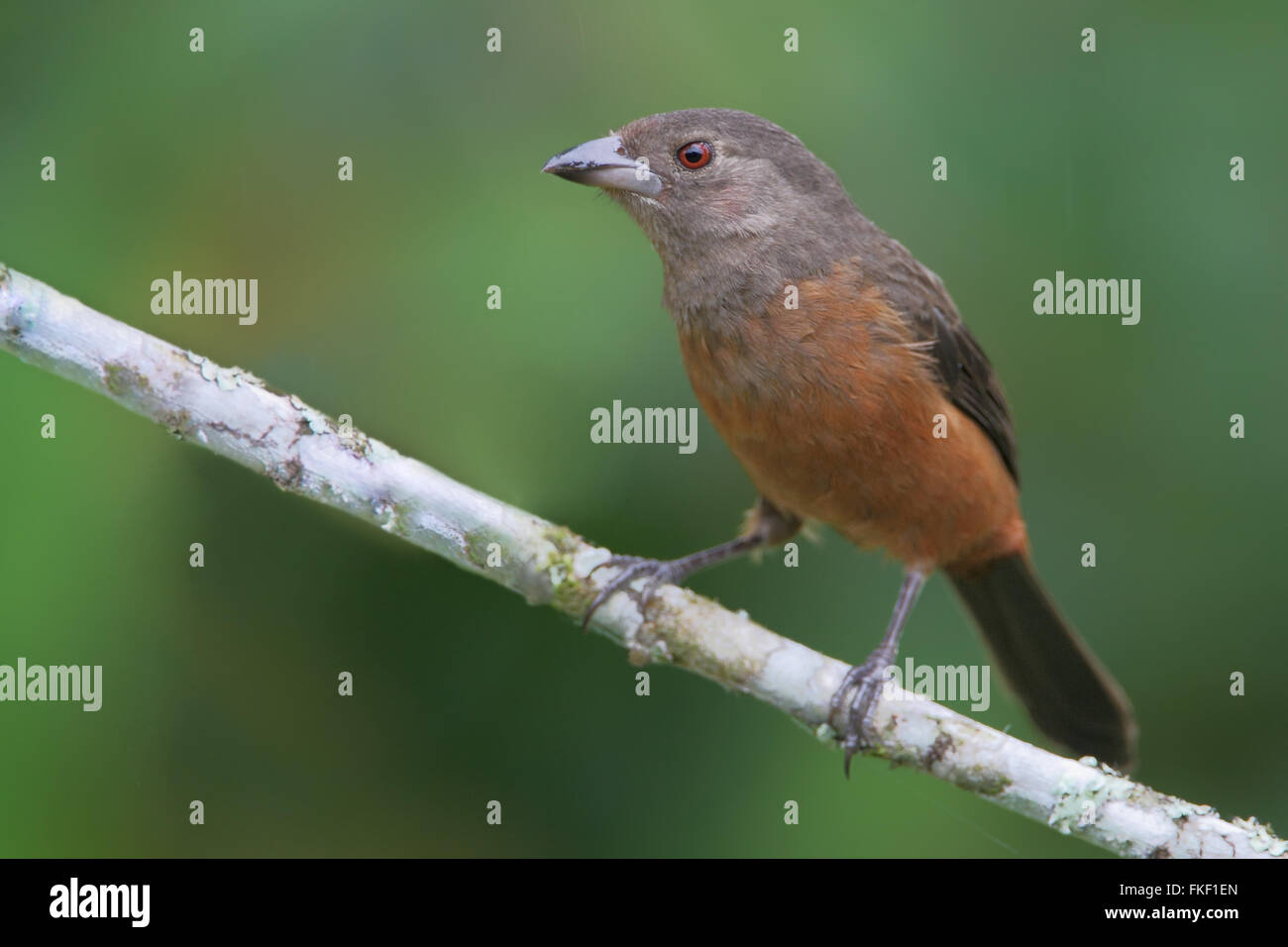 Ramphocelus bresilius hi-res stock photography and images - Alamy