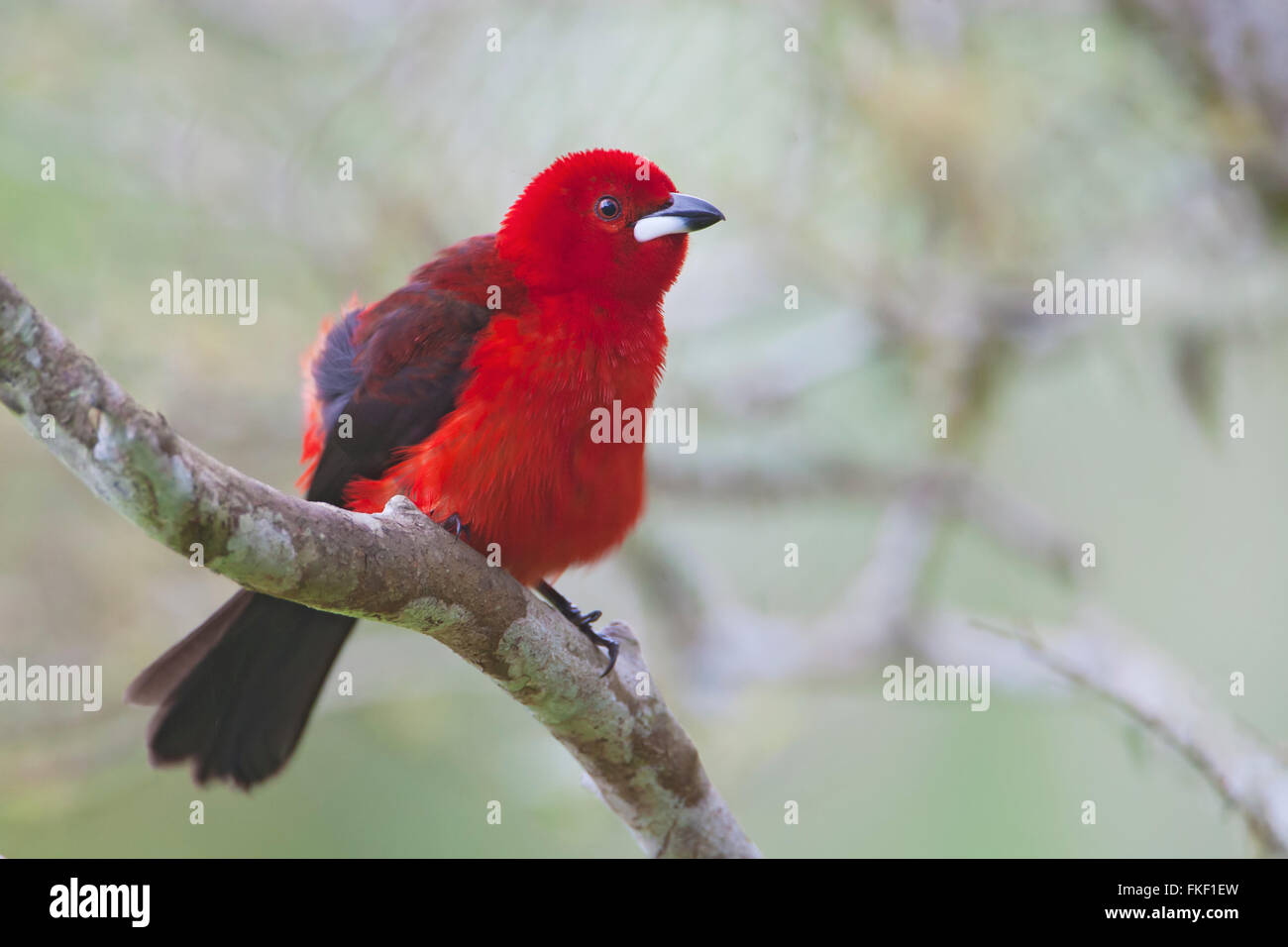 Brazilian tanager (Ramphocelus bresilius) male sitting on a branch in ...