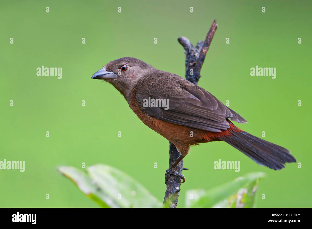 Brazilian tanager (Ramphocelus bresilius) female sitting on a branch in ...