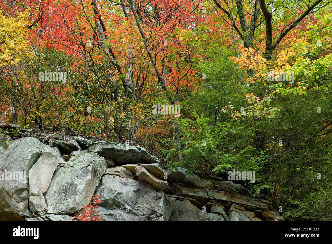 Rock and Trees Stock Photo - Alamy