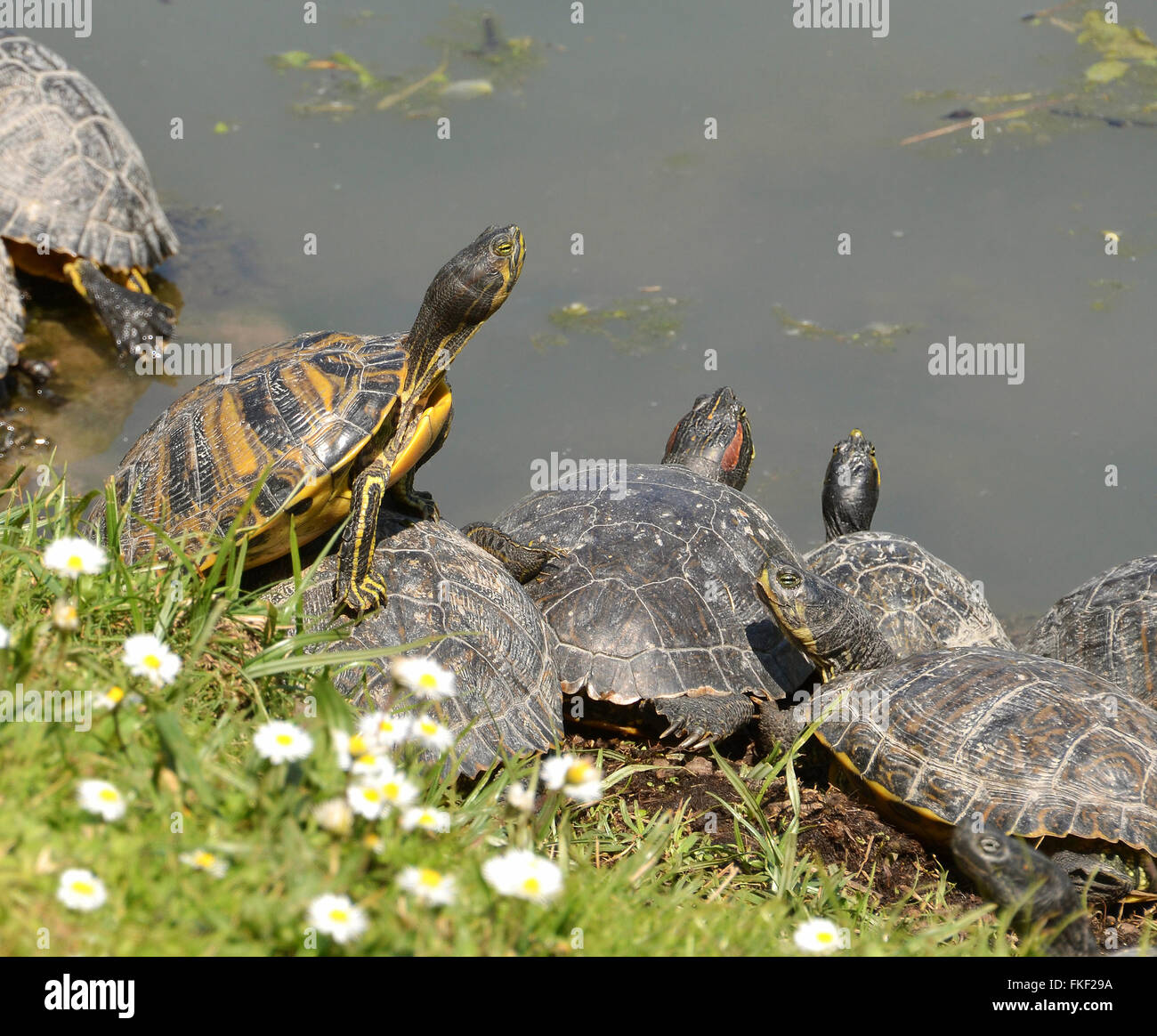 Turtles behavior hi-res stock photography and images - Alamy