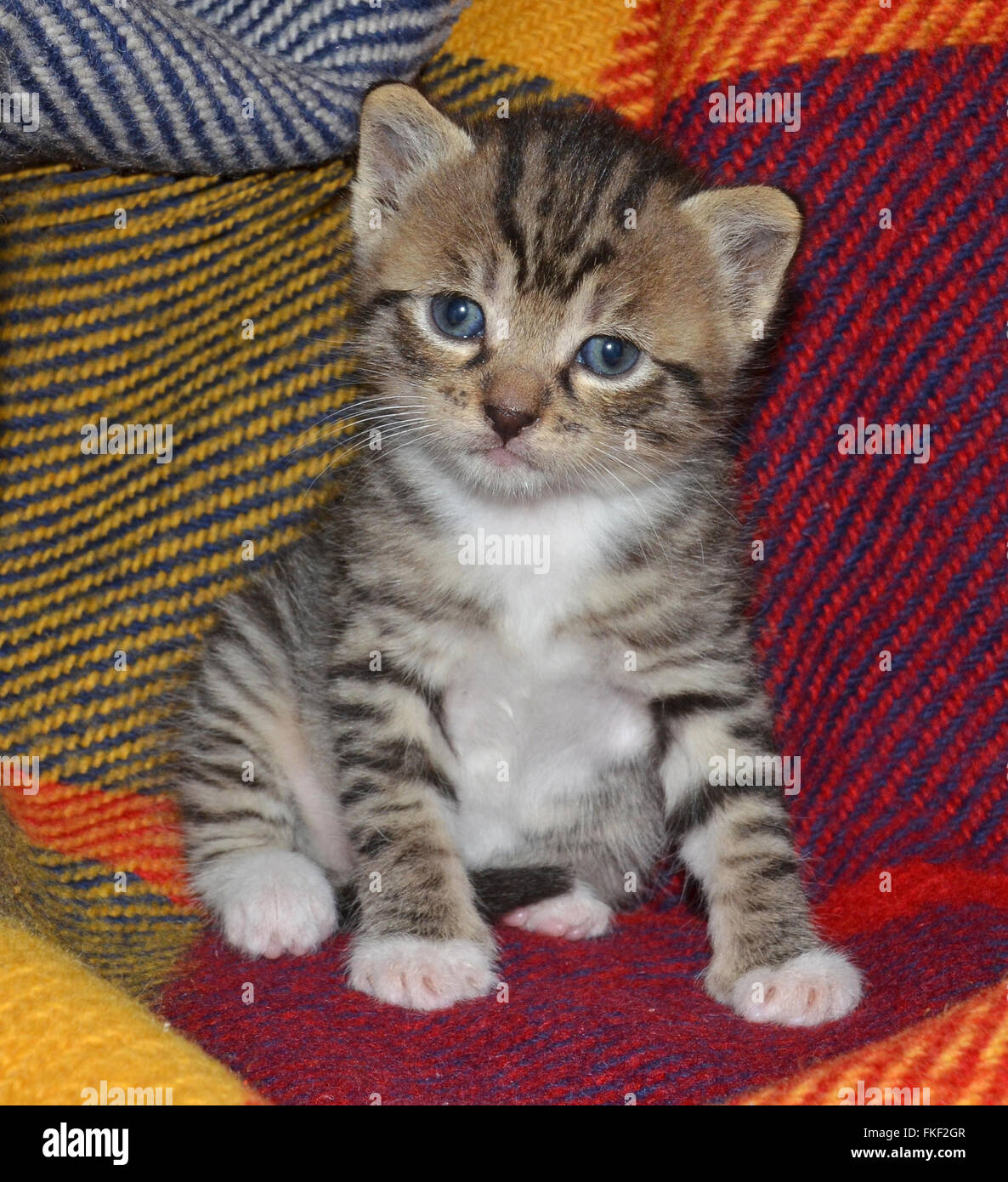 Tabby fur texture hi-res stock photography and images - Alamy