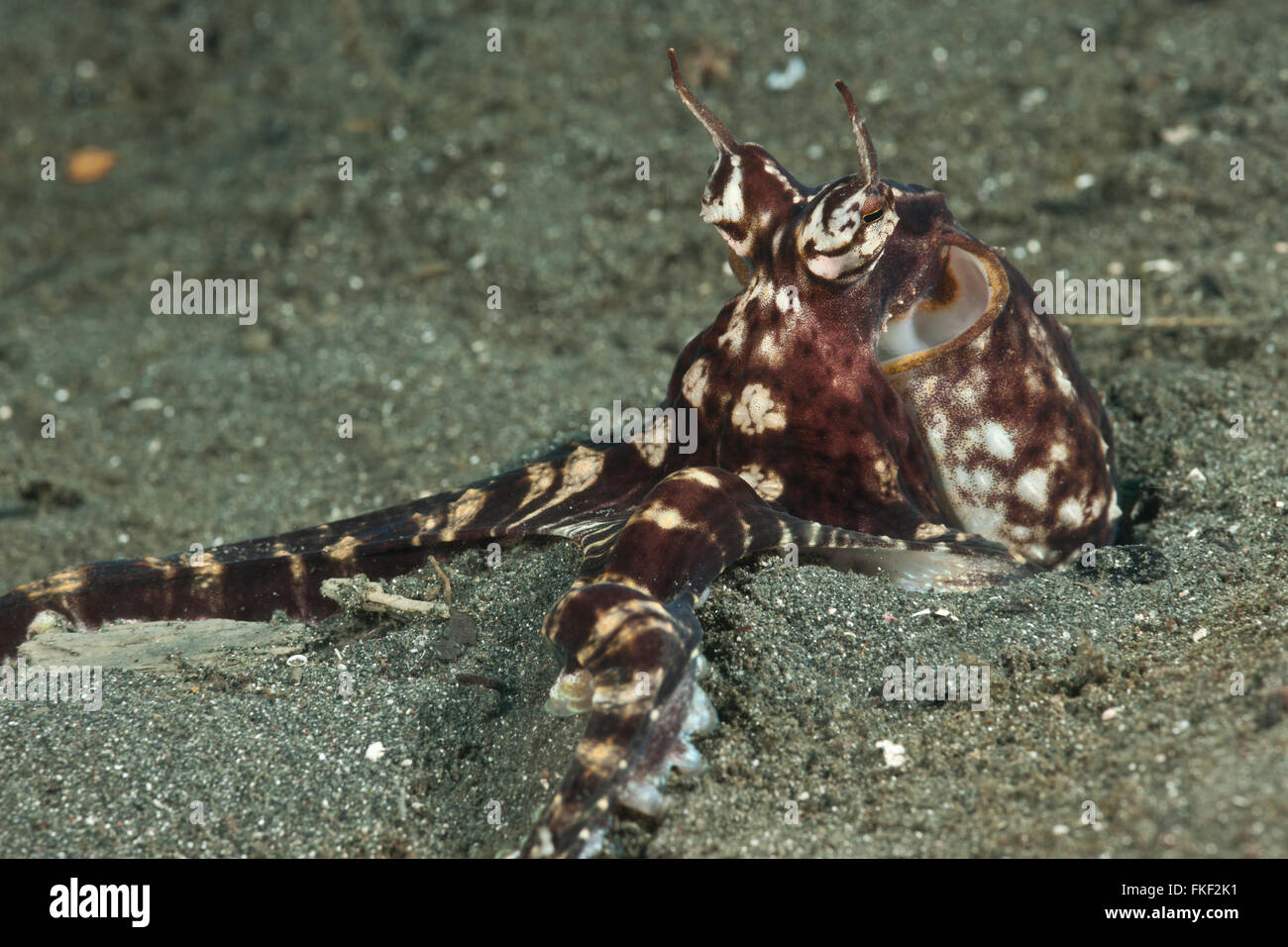 Mimic octopus (Thaumoctopus mimicus) entering a hole Stock Photo - Alamy