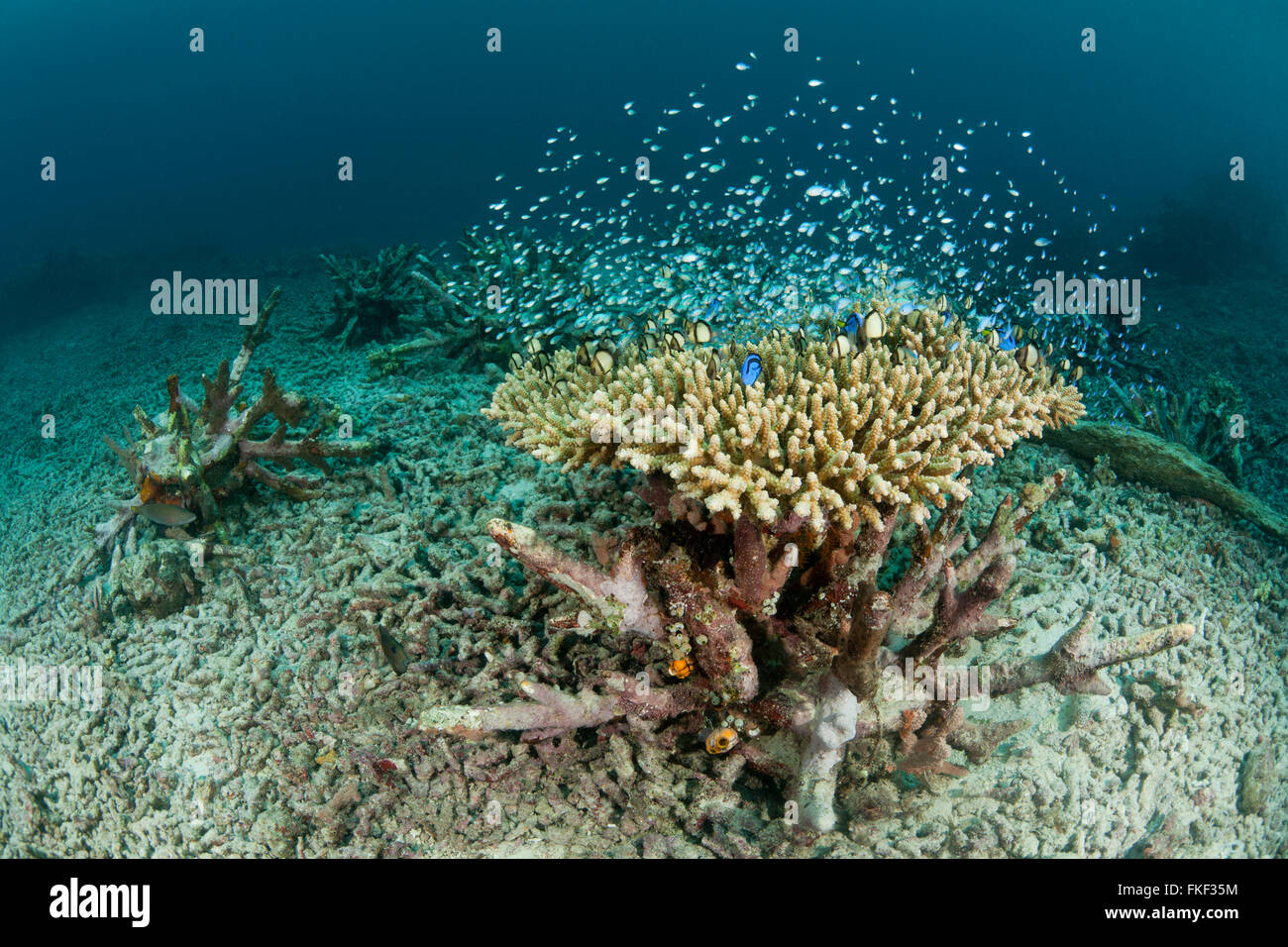 Snowflake coral hi-res stock photography and images - Alamy