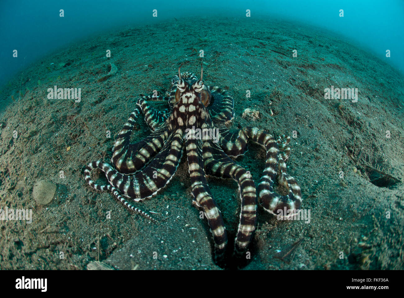 Mimic octopus (Thaumoctopus mimicus Stock Photo - Alamy