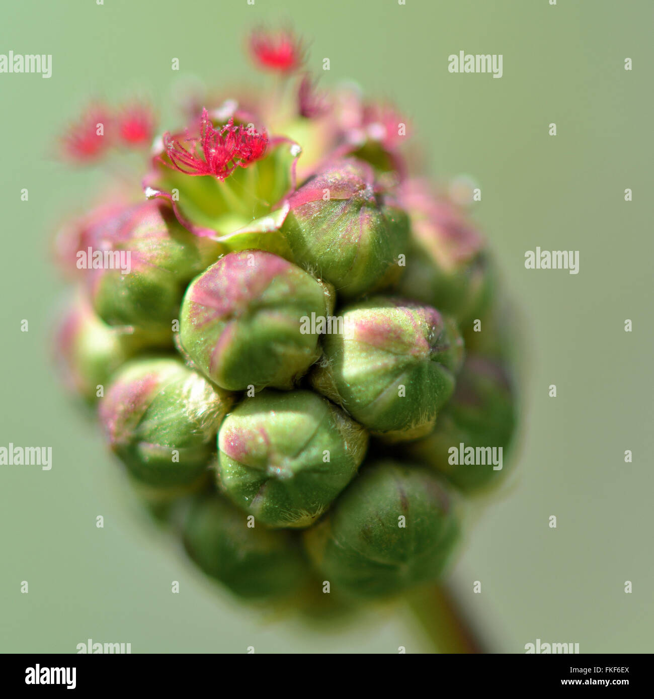 Salad burnet (Sanguisorba minor). Macro of flower of perennial plant in ...