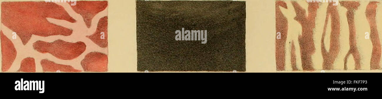 "Elements of pathological anatomy" (1843 Stock Photo - Alamy