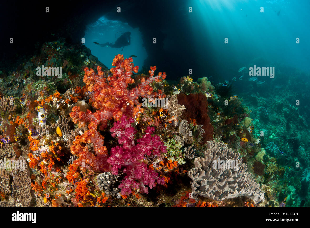 Coral crevice and swim hole in the reef with diver Stock Photo - Alamy