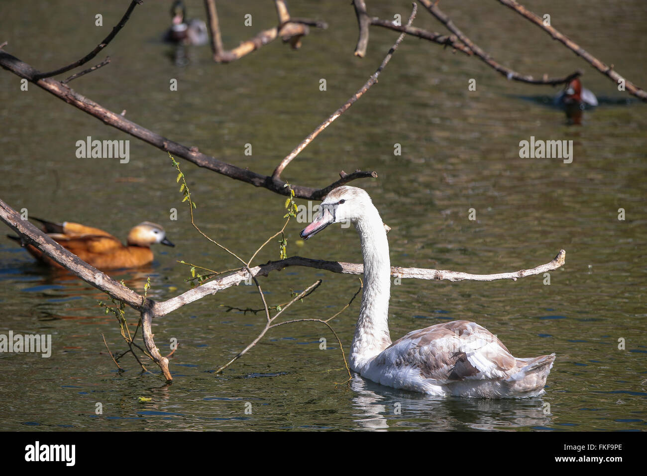 Swooping Animal Stock Photos & Swooping Animal Stock Images - Alamy