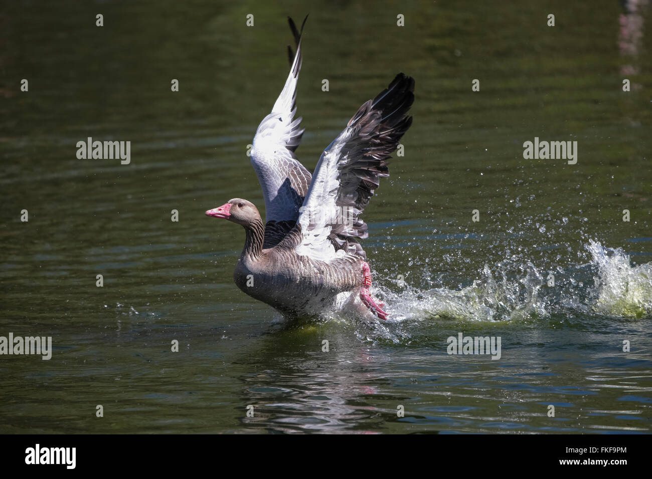 Anserini hi-res stock photography and images - Alamy