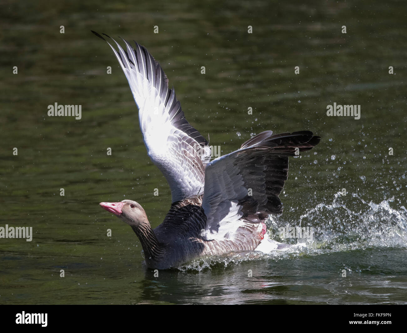 Close-up of Grey geese (Anser anser) floating on water Stock Photo - Alamy