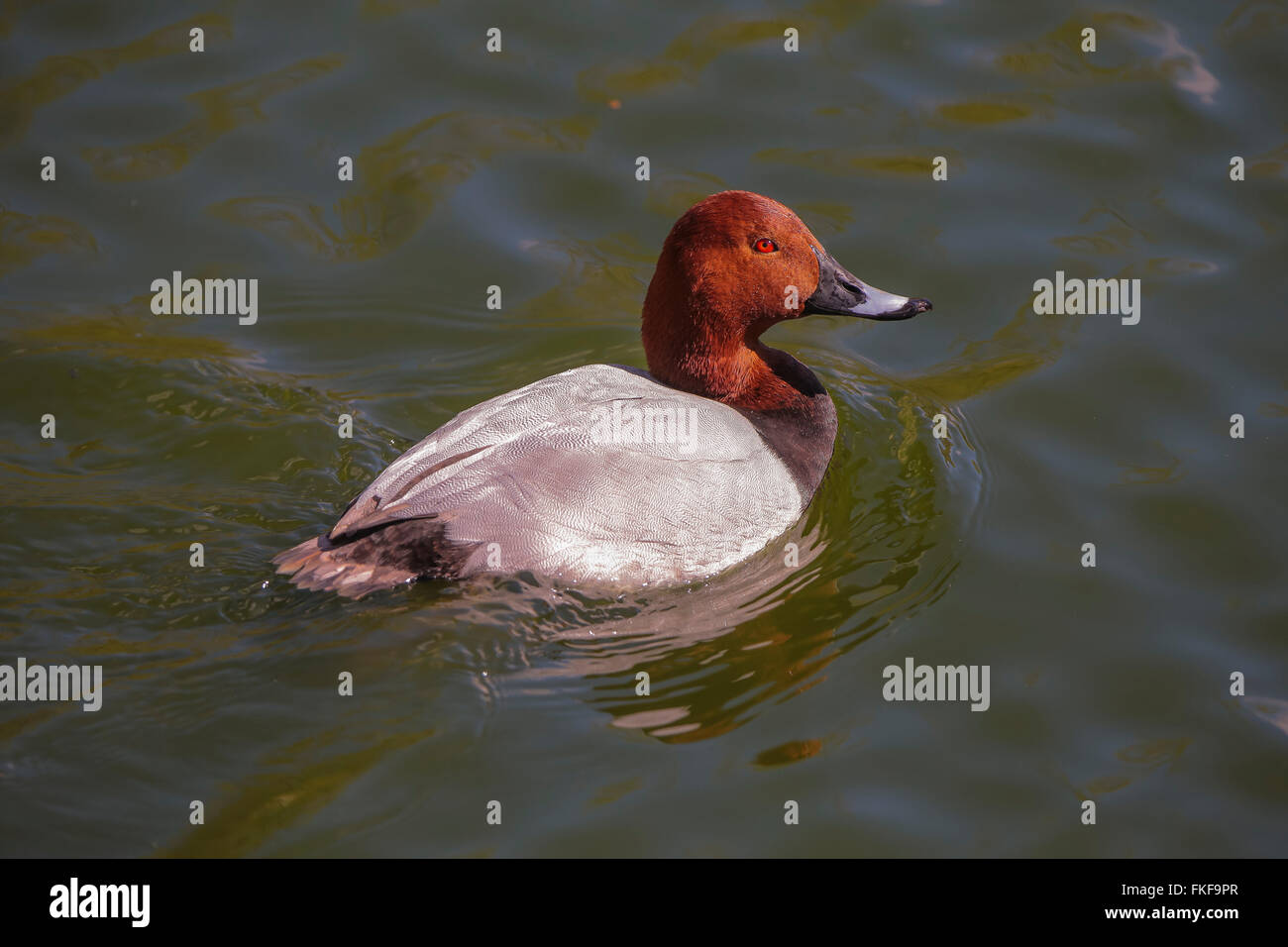 Redhead Duck Drake on Pond Stock Photo - Alamy