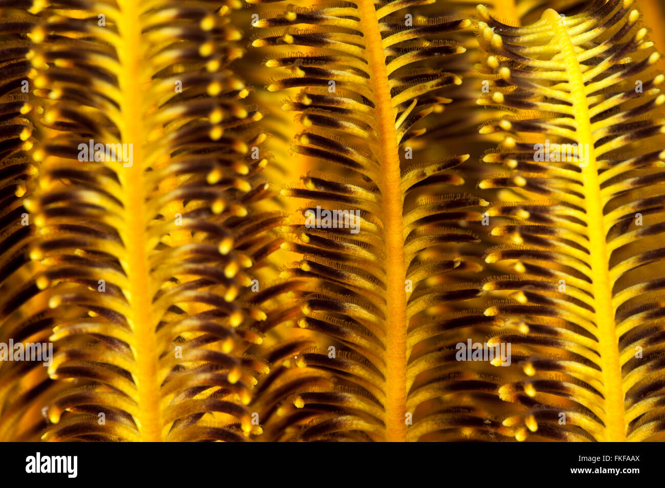 Details of a crinoid or featherstar Stock Photo - Alamy