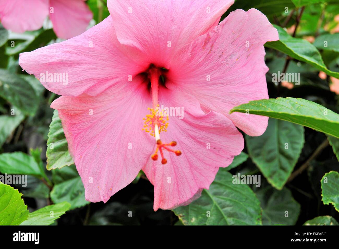 Hibisus hi-res stock photography and images - Alamy