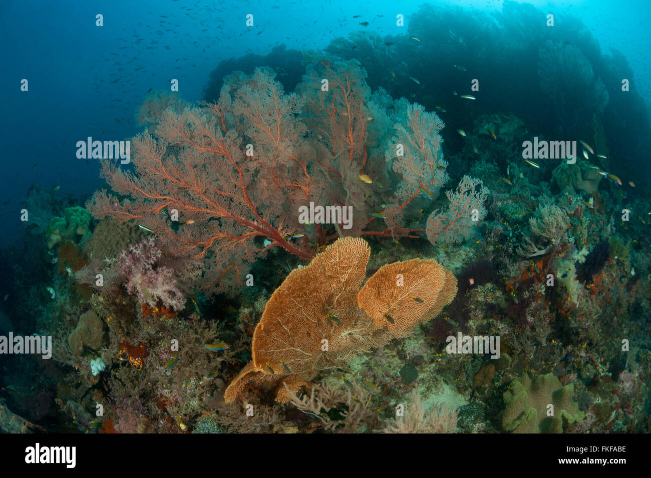 Colorful coral reef with soft and fan corals Stock Photo - Alamy