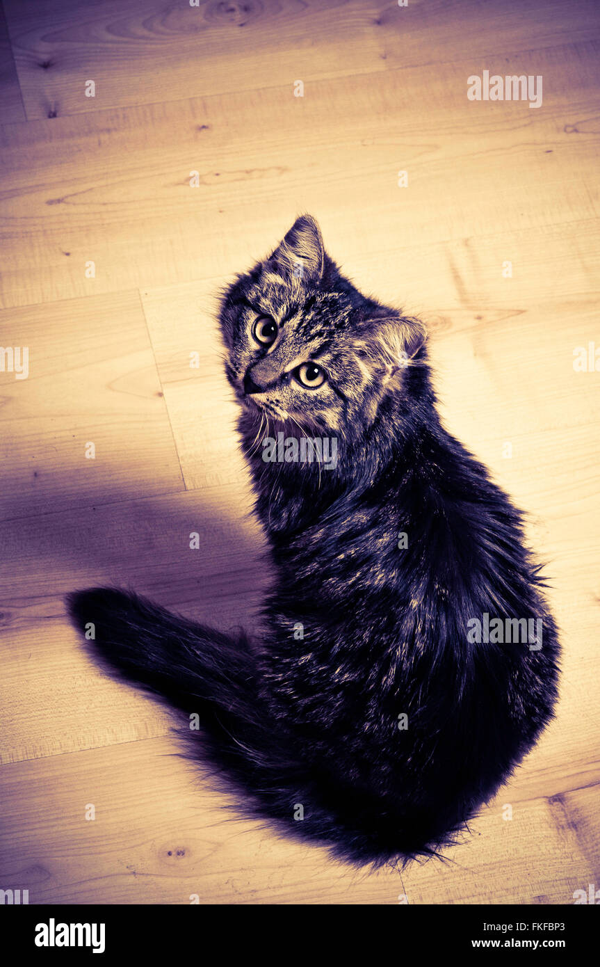 Cat Sad Looking High Resolution Stock Photography and Images - Alamy