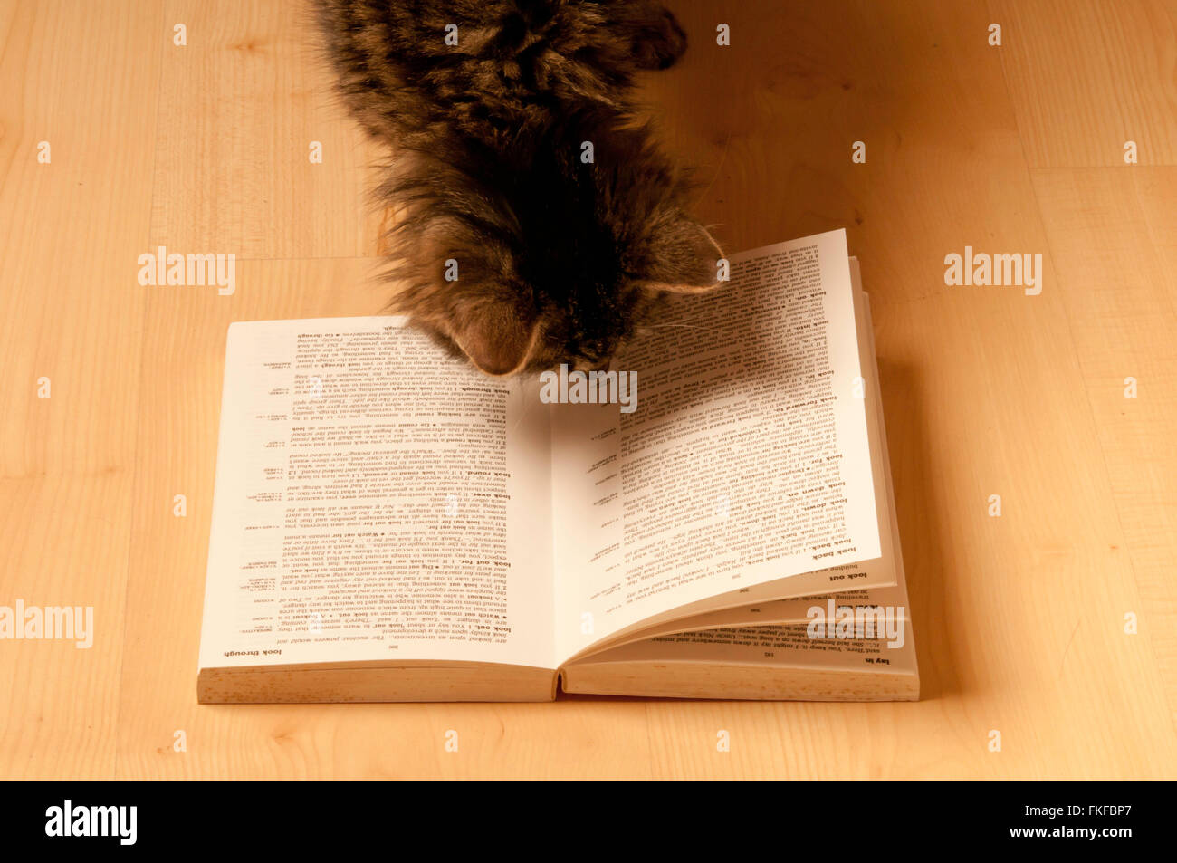 Cat reading book hi-res stock photography and images - Alamy