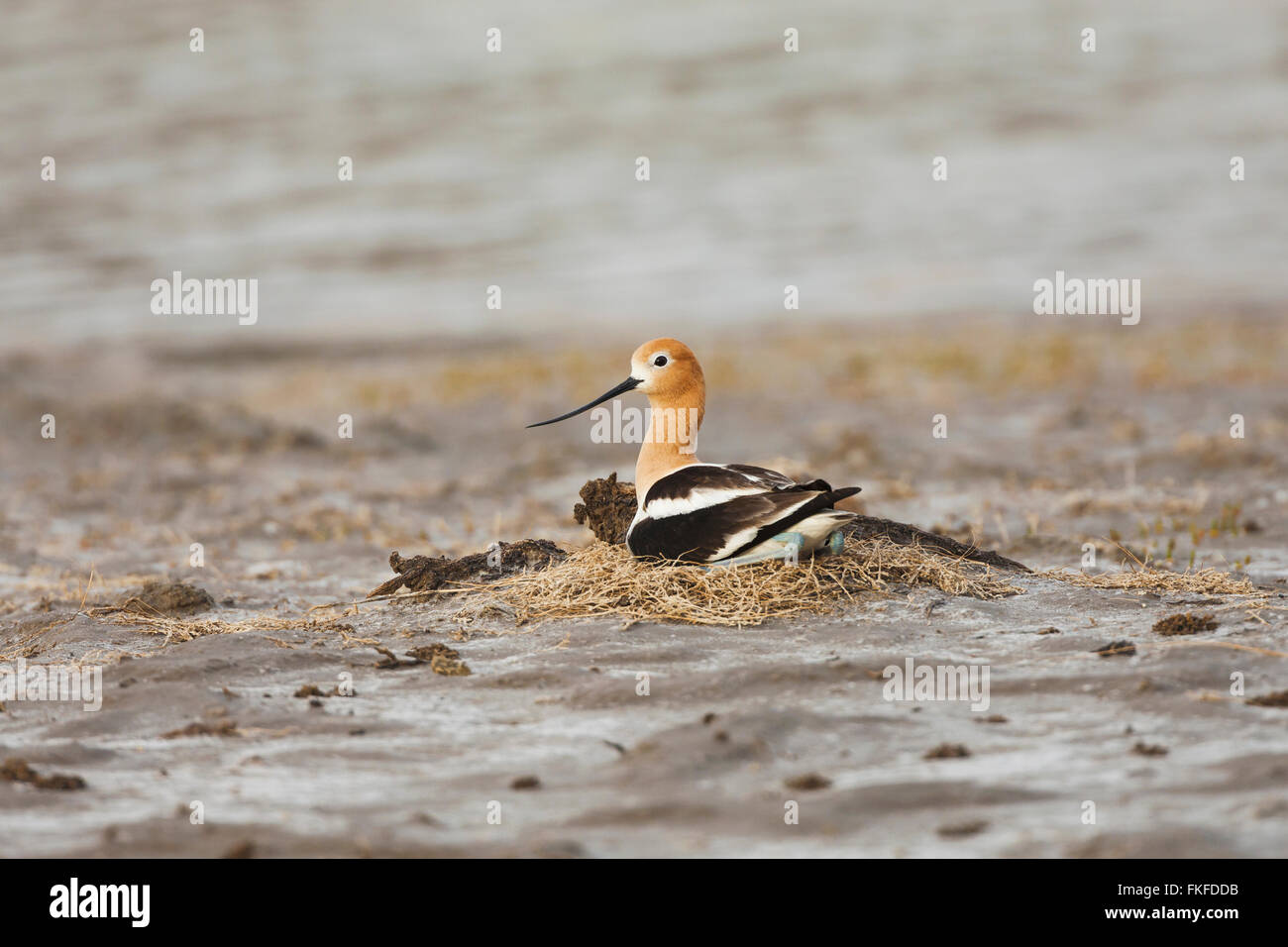 Male bird incubating eggs hi-res stock photography and images - Alamy