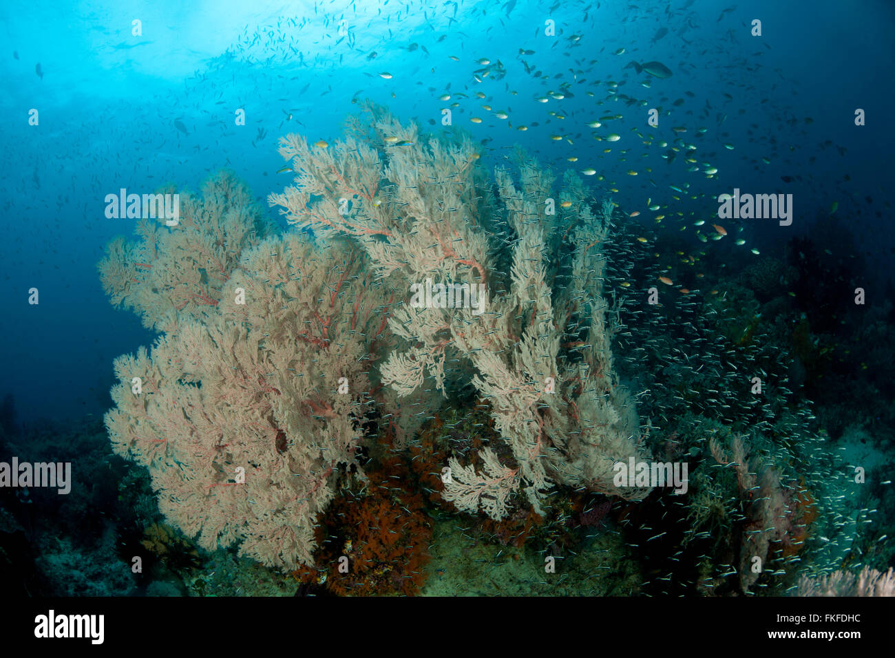 Coral reef colourful soft hi-res stock photography and images - Alamy