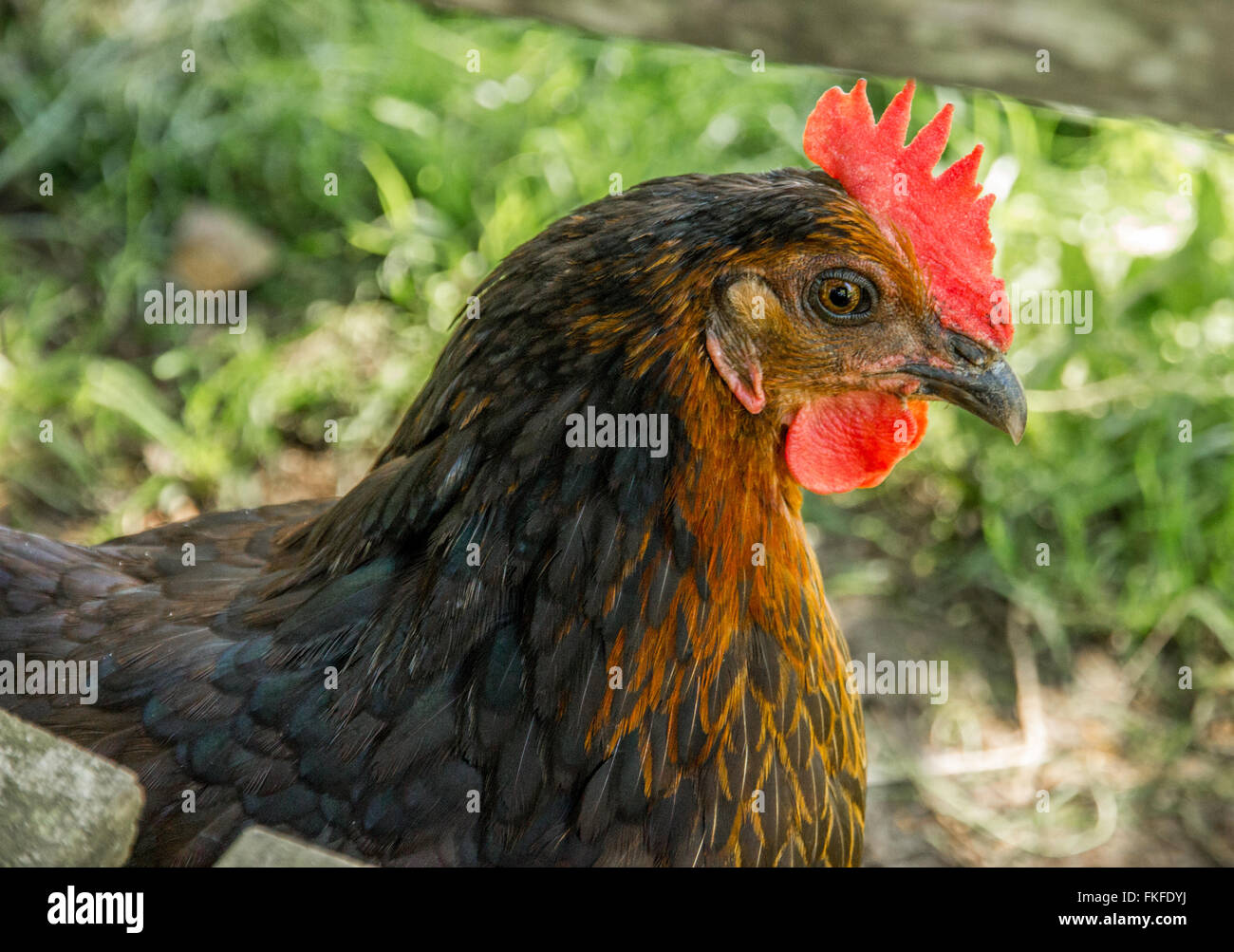 Brown chicken side view head hi-res stock photography and images - Alamy