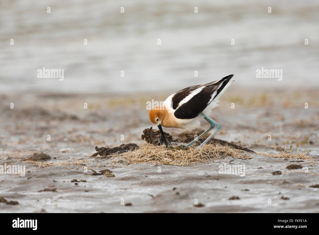 Male American Avocet turning eggs at Bear River Migratory Bird ...