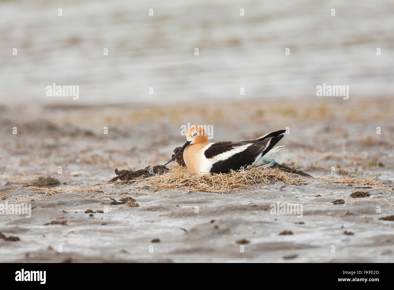 American avocet in breeding plumage hi-res stock photography and images ...