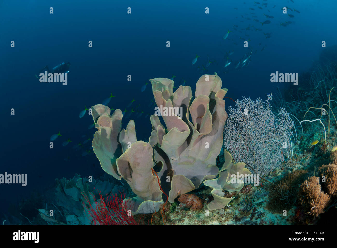 Elephant ear sponge (Ianthella basta) in the reef Stock Photo - Alamy