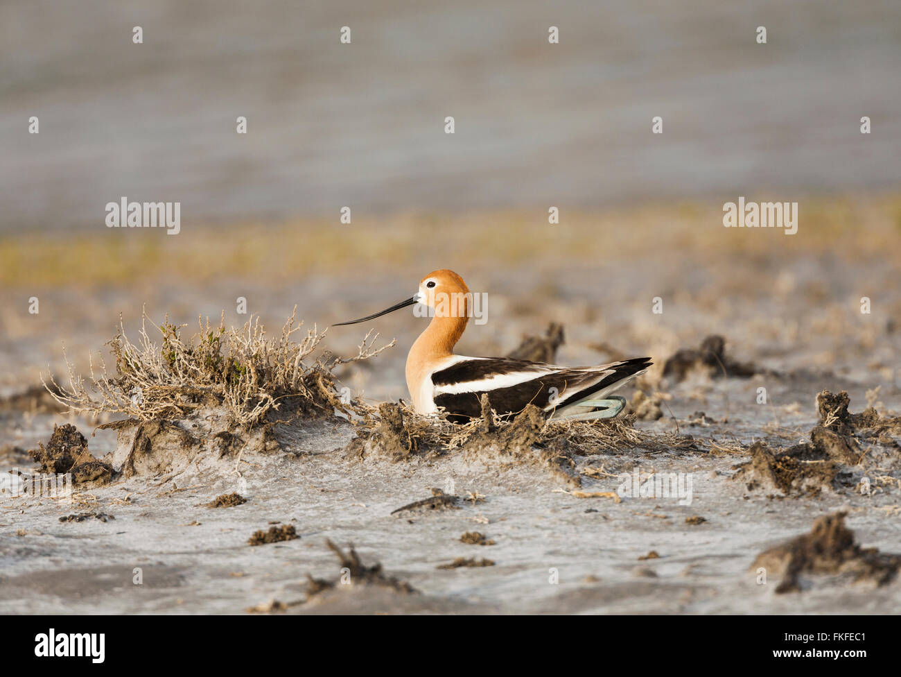 American avocet in breeding plumage hi-res stock photography and images ...