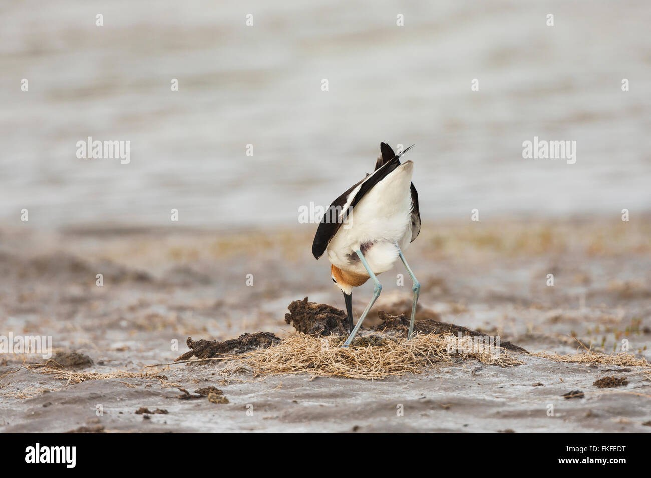 Brood patch hi-res stock photography and images - Alamy