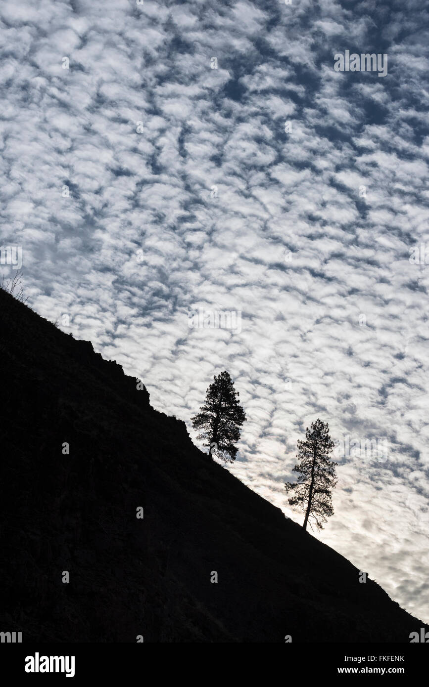 Pine trees on a ridge in Northeast Oregon's Wenaha River canyon Stock ...