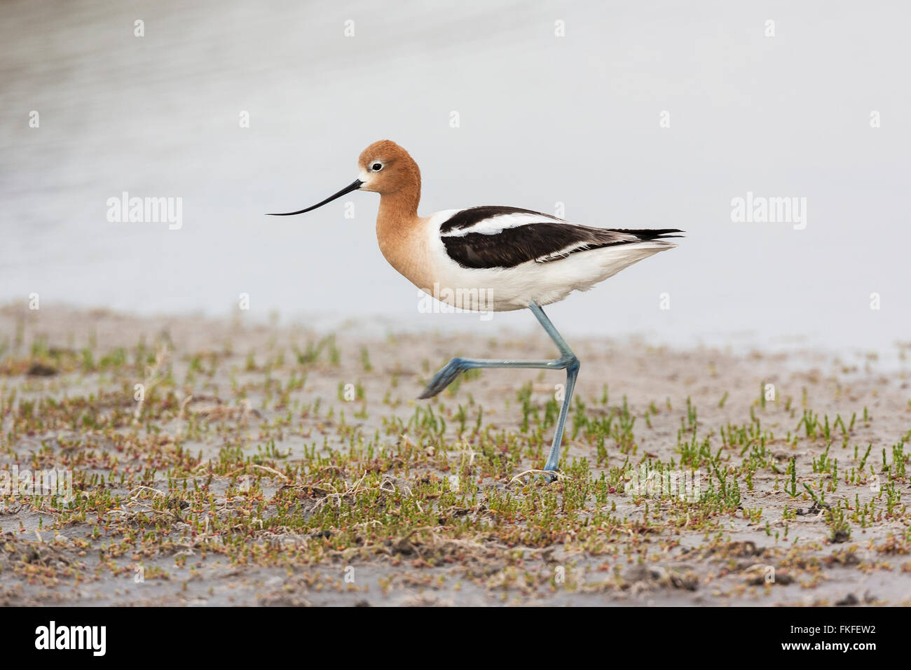 Female American Avocet walking towards her nest at Bear River Migratory ...
