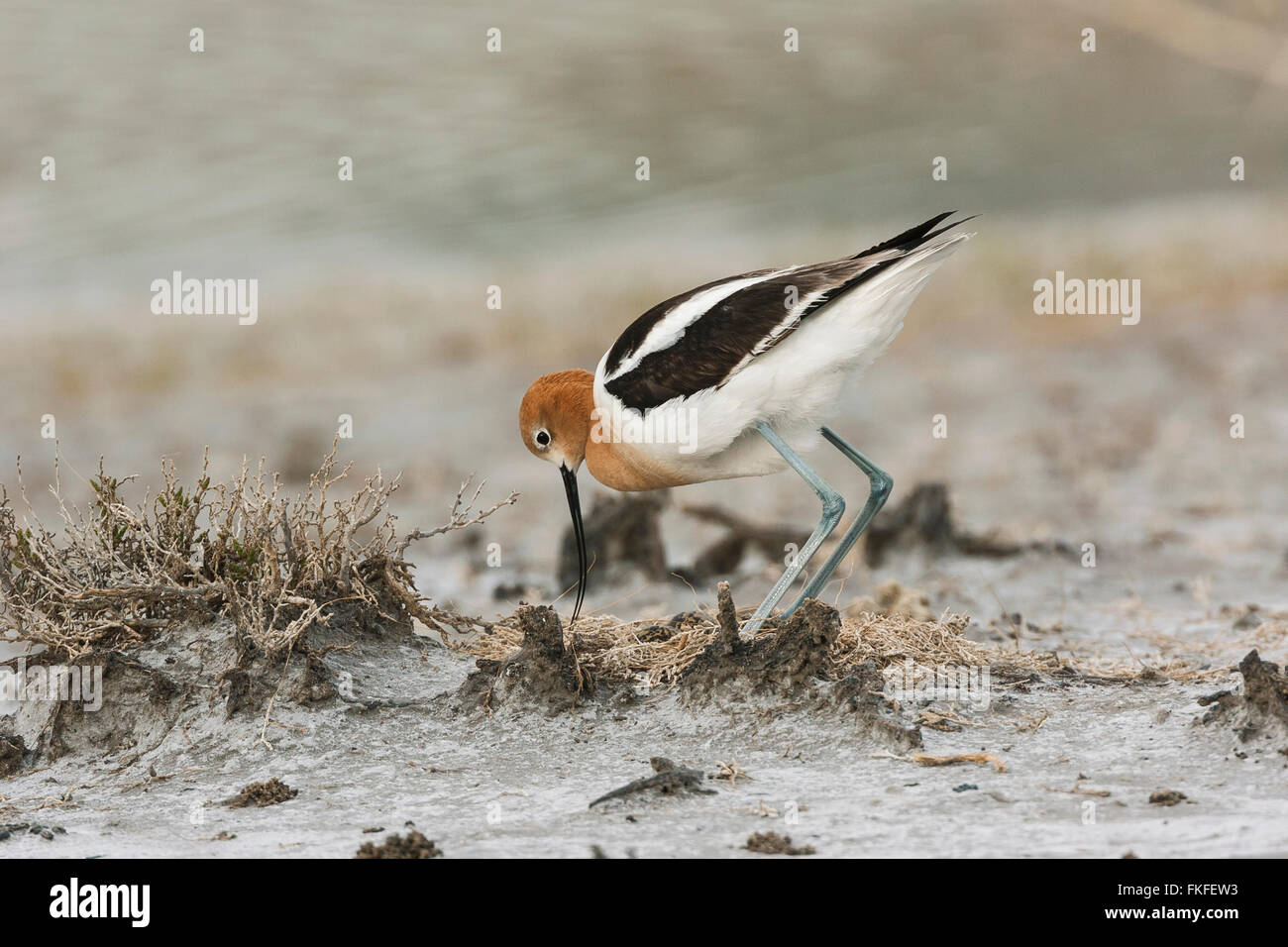 American bird eggs hi-res stock photography and images - Alamy