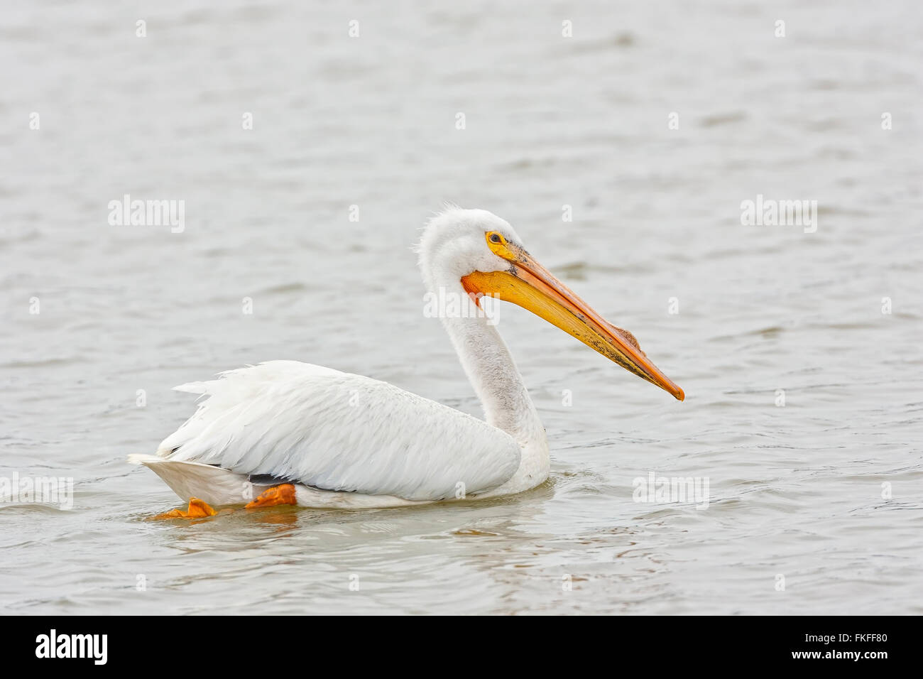 Breeding Plumage American White Pelican in canal at Bear River ...