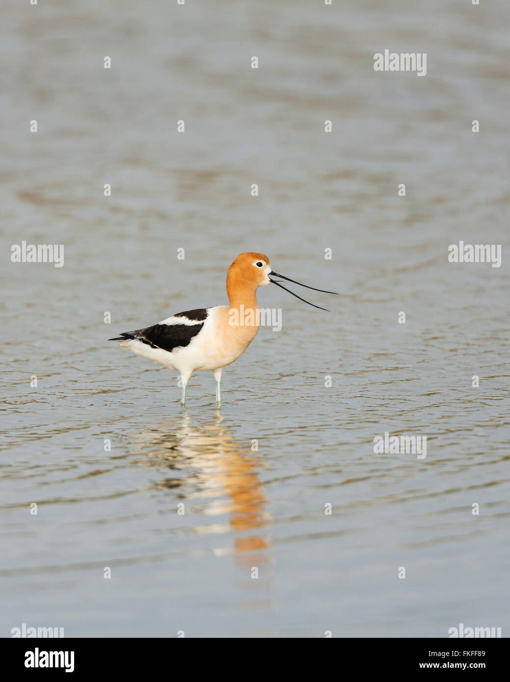 Male American Avocet standing in water while calling its mate. Bear ...