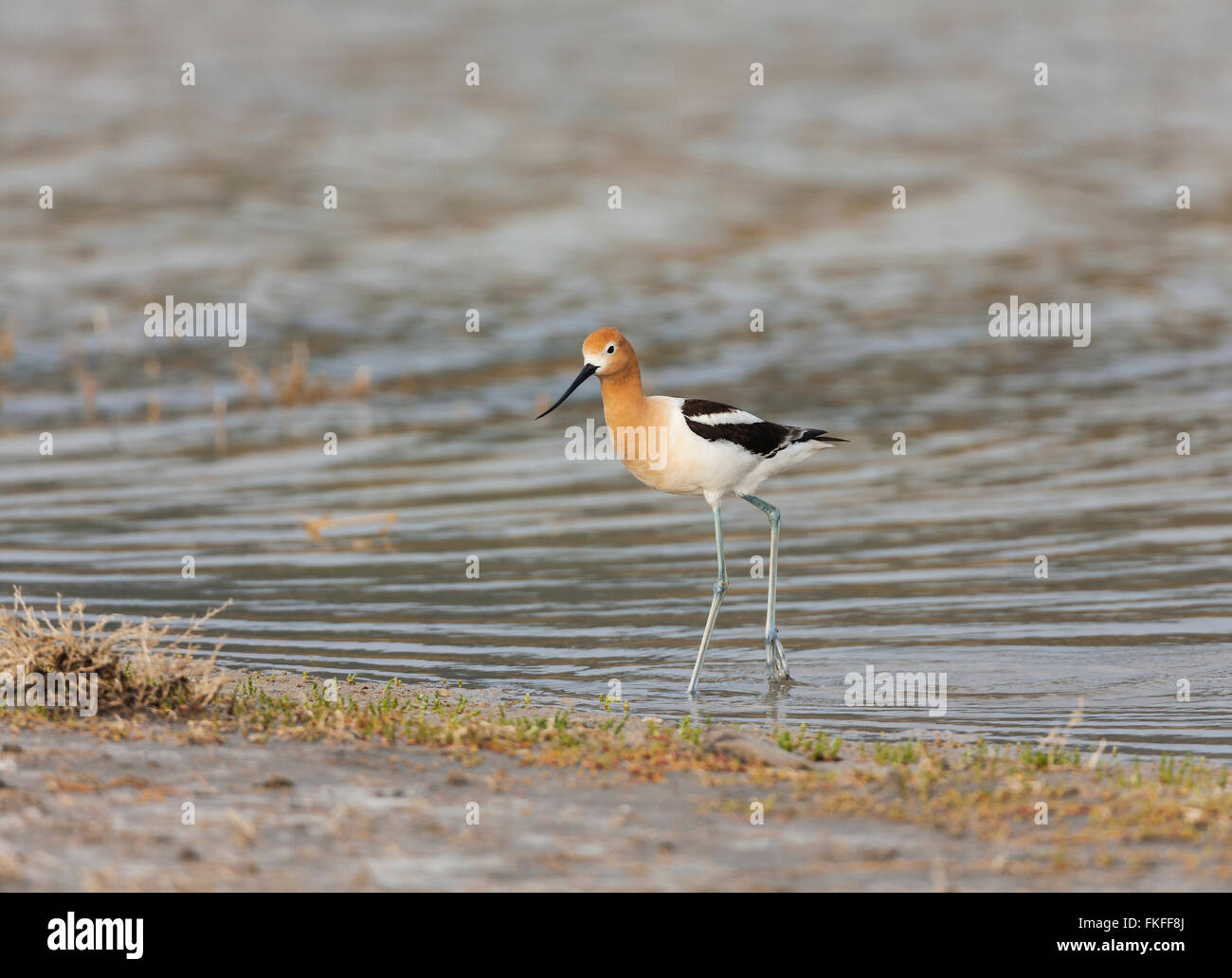 American avocet in breeding plumage hi-res stock photography and images ...