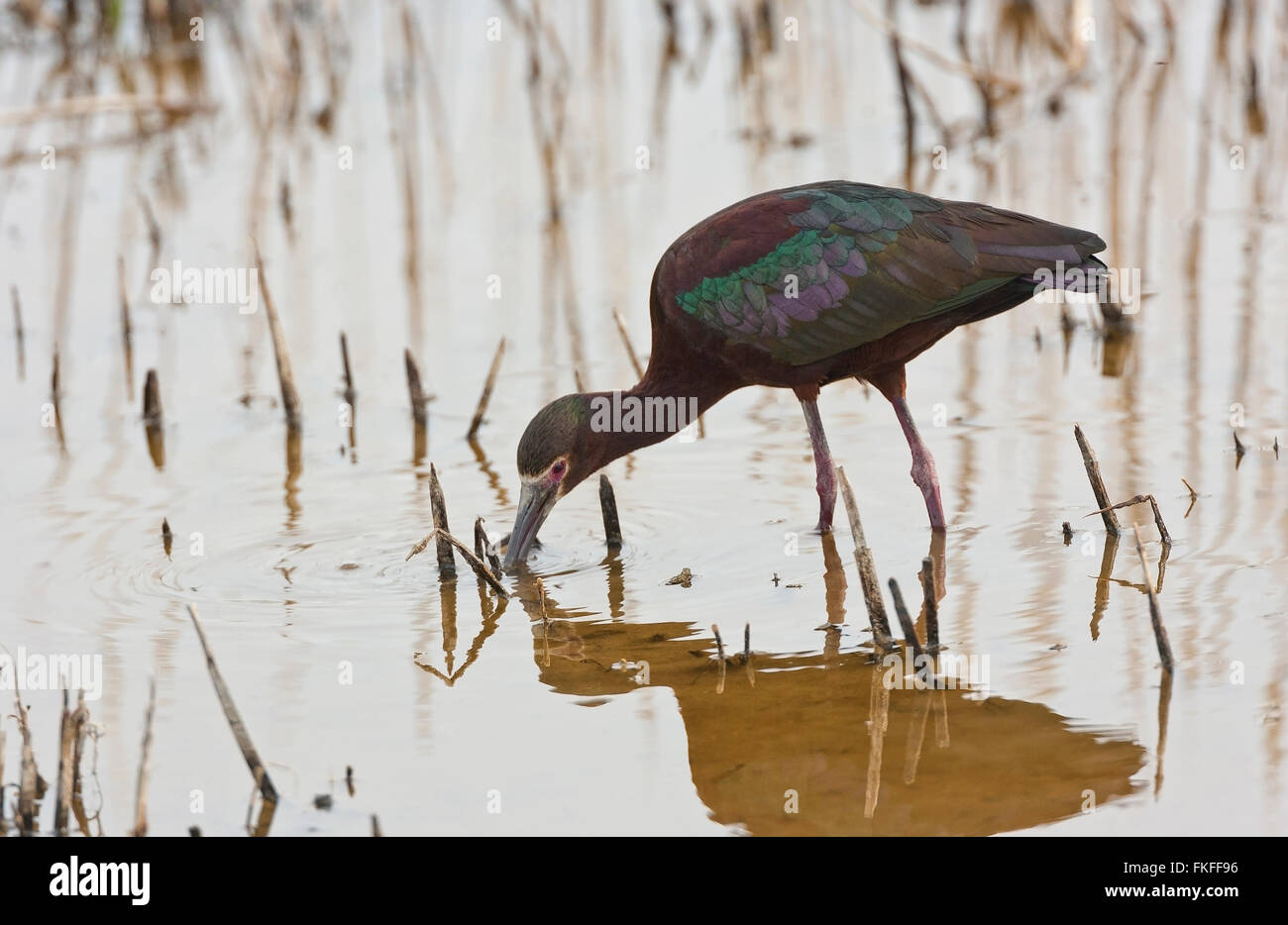 White-faced Ibis feeding in shallow pond at Bear River Migratory Bird ...