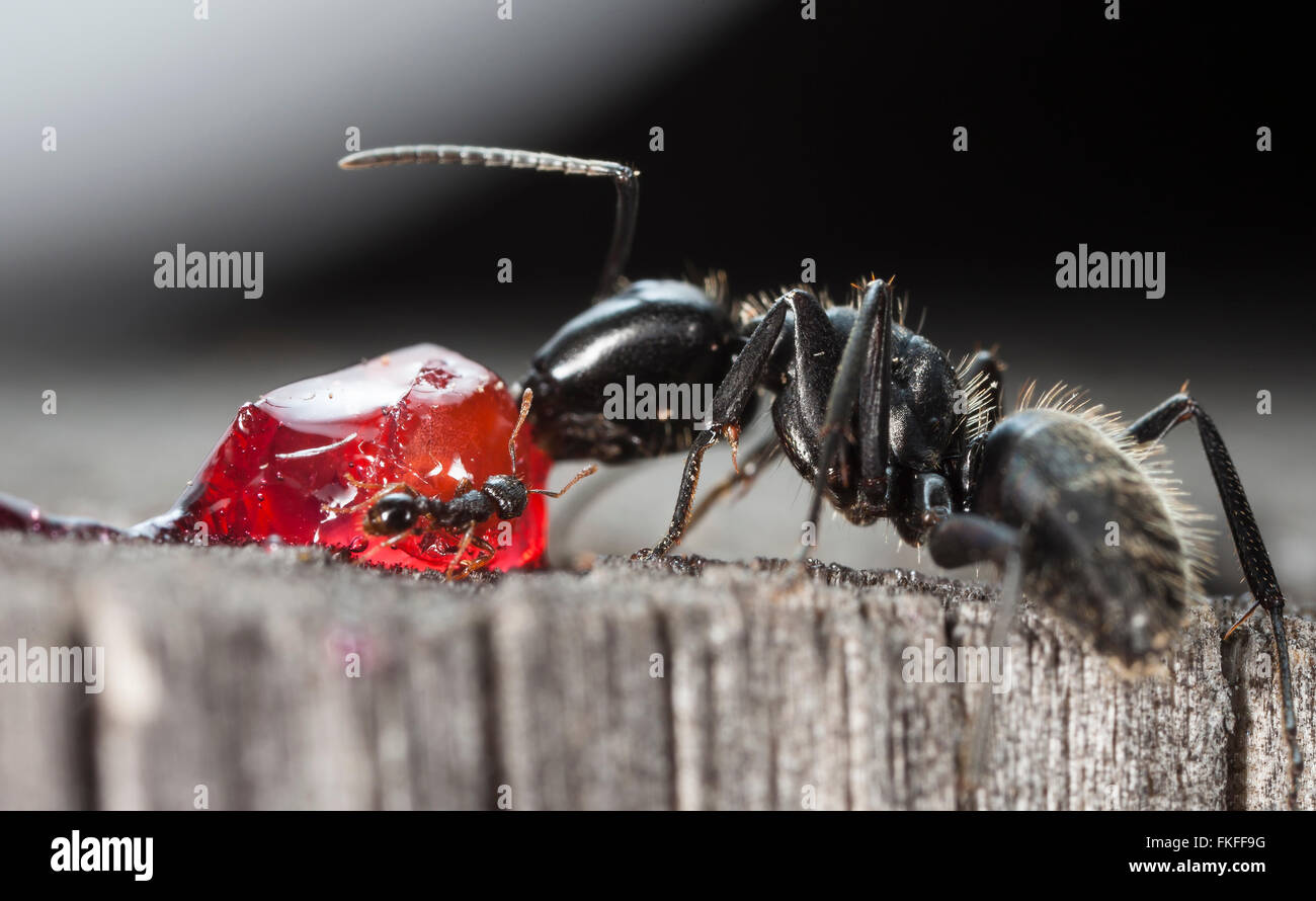 big forest ant eats strawberry jam Stock Photo - Alamy