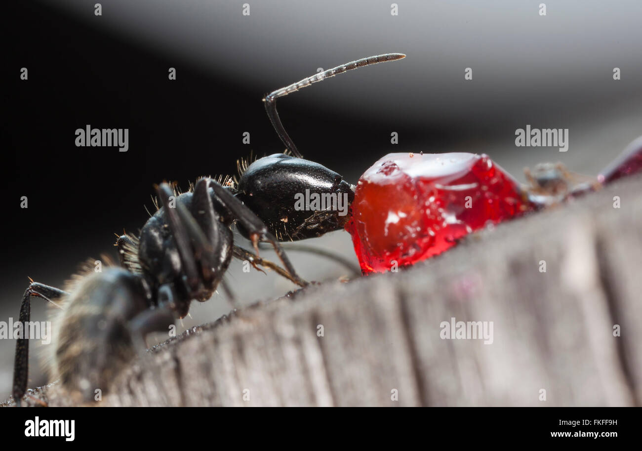 big forest ant eats strawberry jam Stock Photo - Alamy